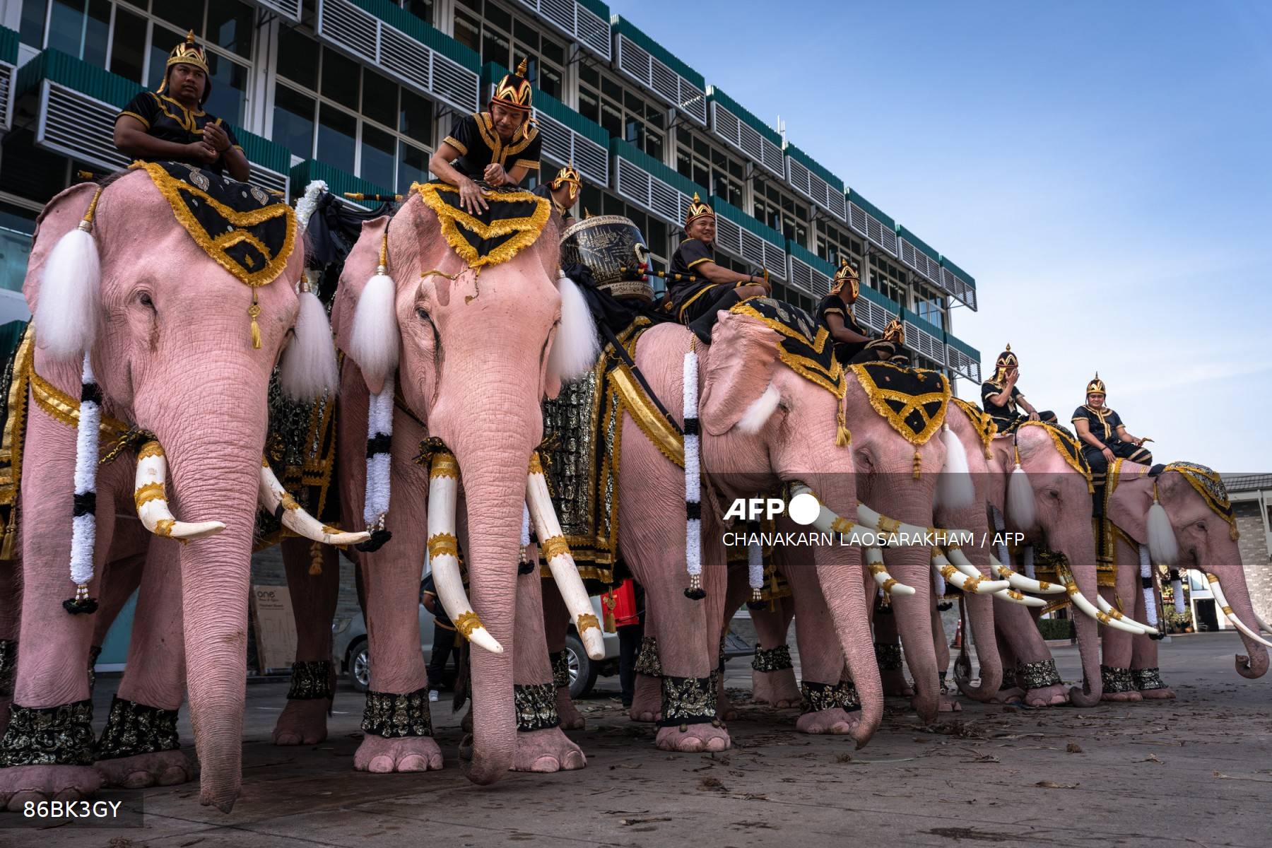 Pink Elephants Pay Homage To Thailand’s Late Queen Mother In ...